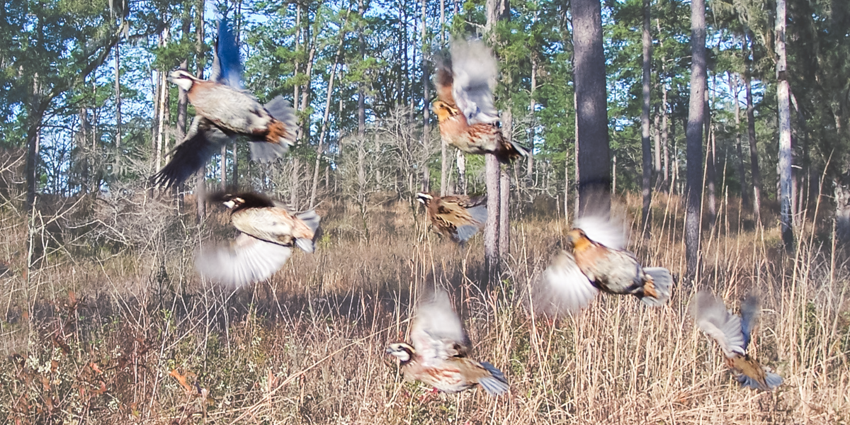Northern bobwhite quail management in Florida — Perdix Wildlife Supplies