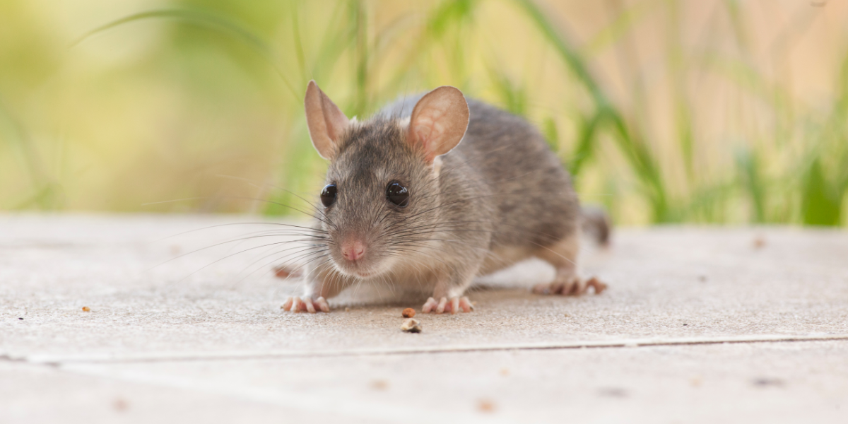 Spring Traps for House Mice - Perdix Wildlife Supplies