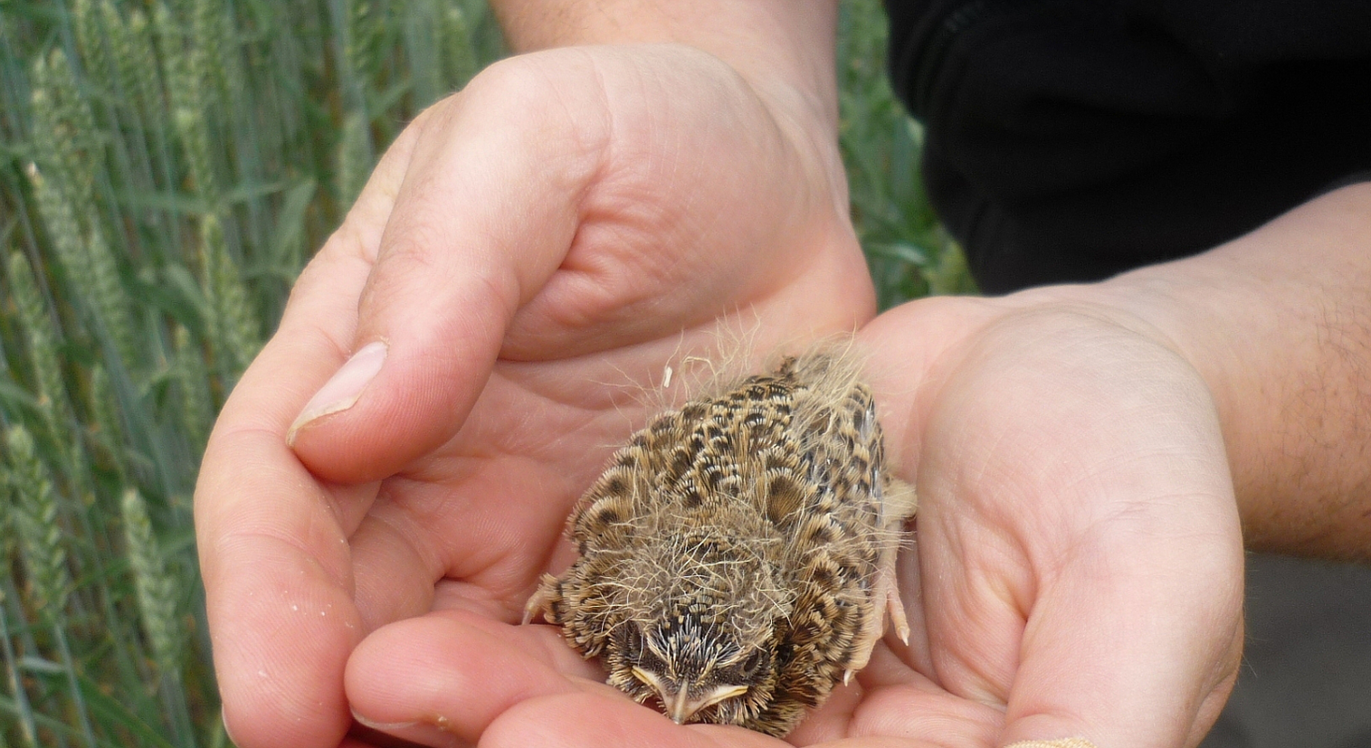 About Us — Perdix Wildlife Supplies