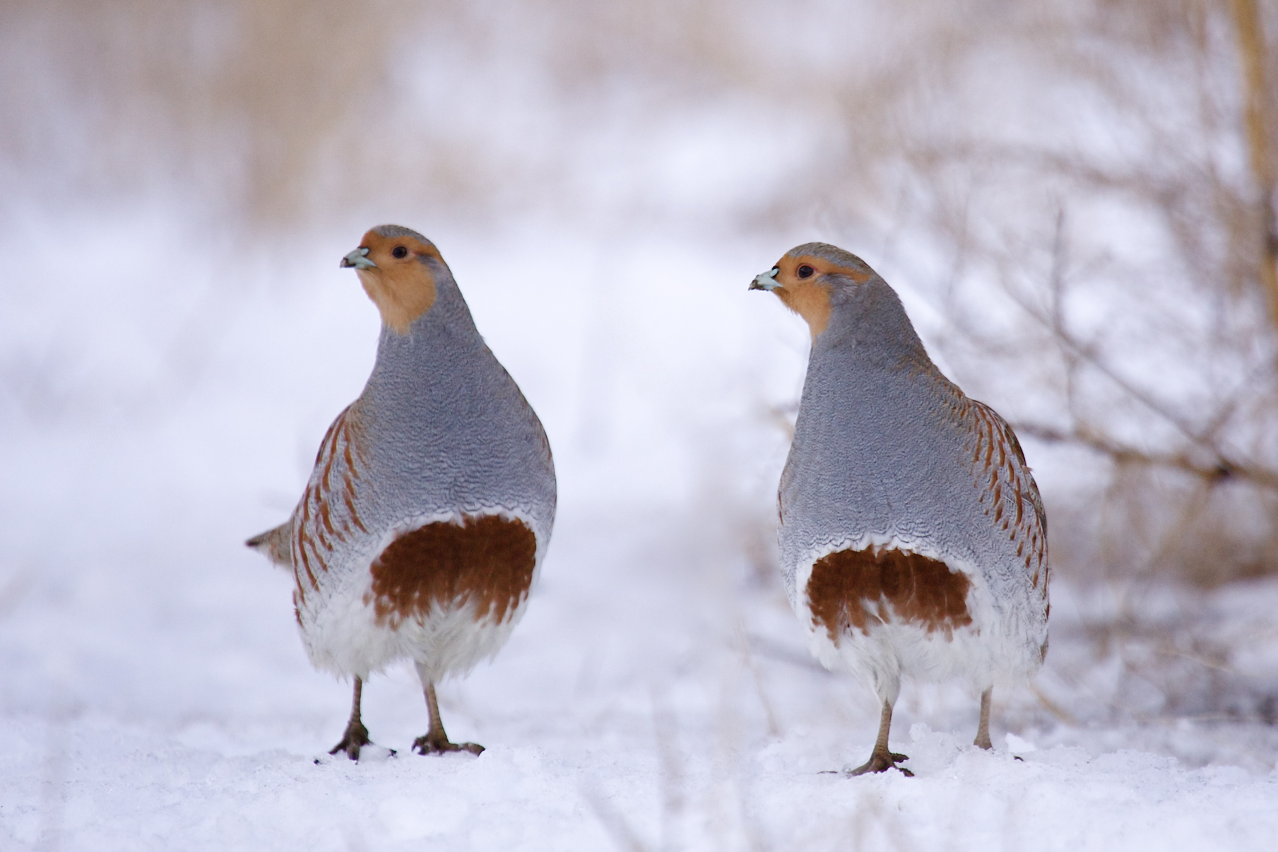 Grey Partridge Re-introduction — Perdix Wildlife Supplies