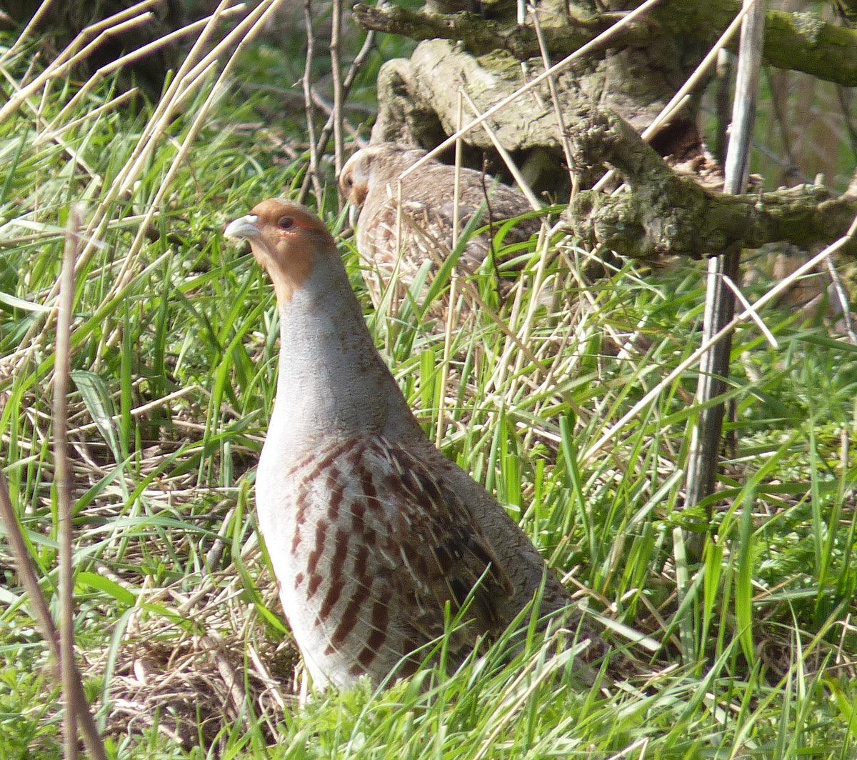 Grey Partridge Hatching Eggs — Perdix Wildlife Supplies